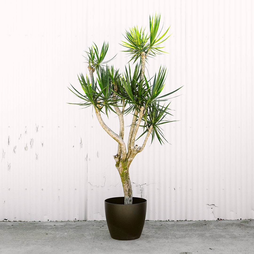 Dracaena Marginata Character Stumps – PRINTWOOD