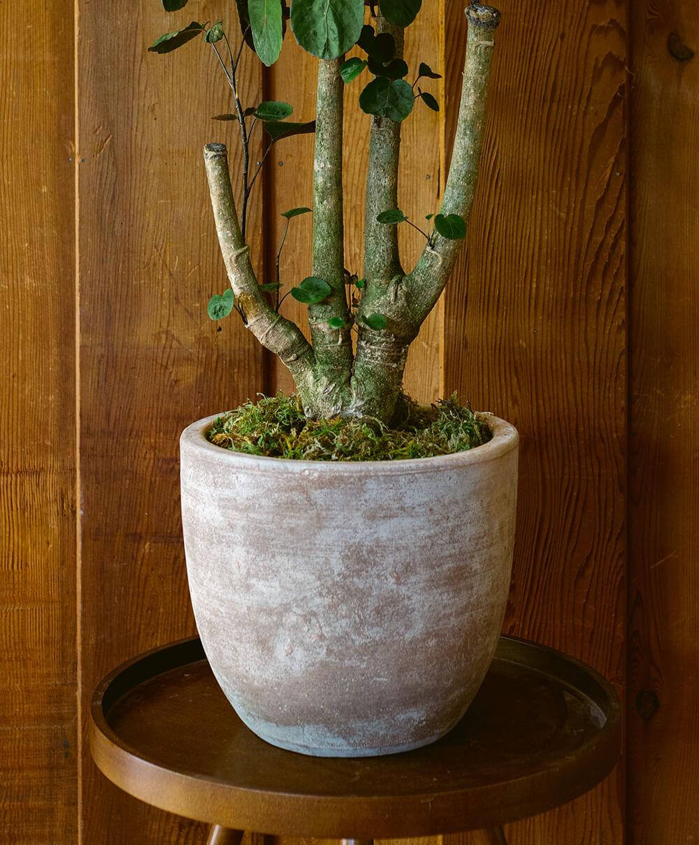 Brushed Ceramic – PRINTWOOD